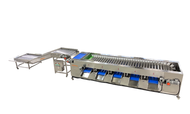 Cucumber sorting grading machine